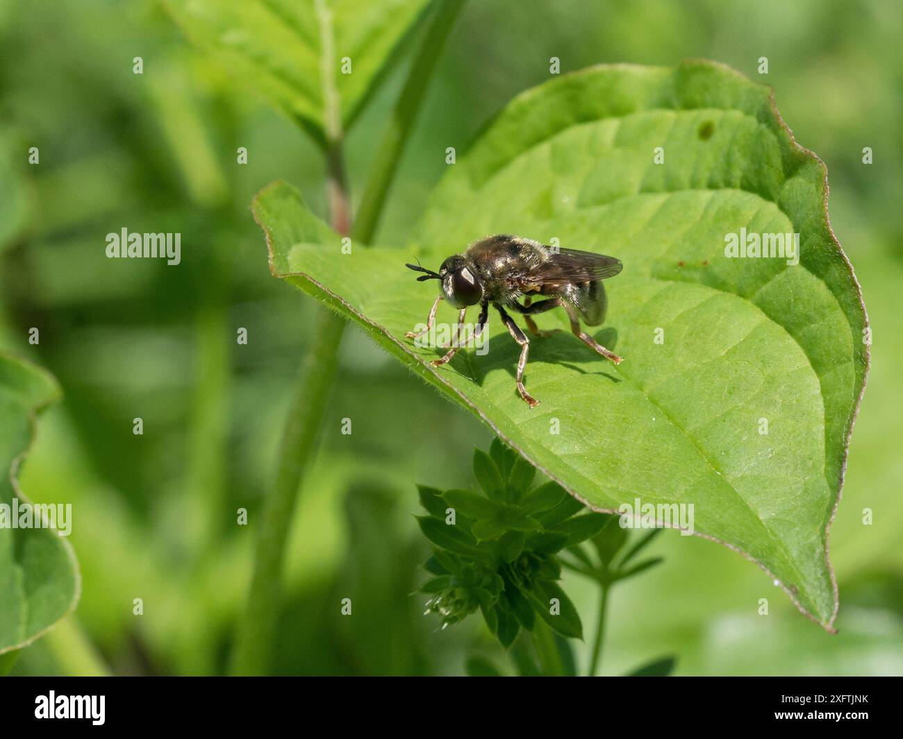 Hoverfly (Microdon devius) a rare species of chalk grassland who's ...