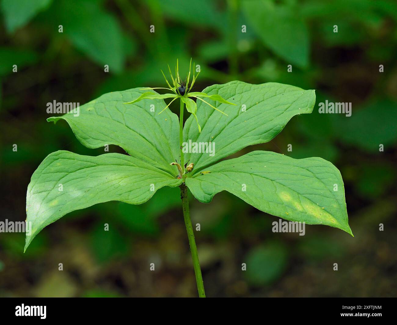 Herb paris (Paris quadrifolia) Plant growing in coppice woodland ...
