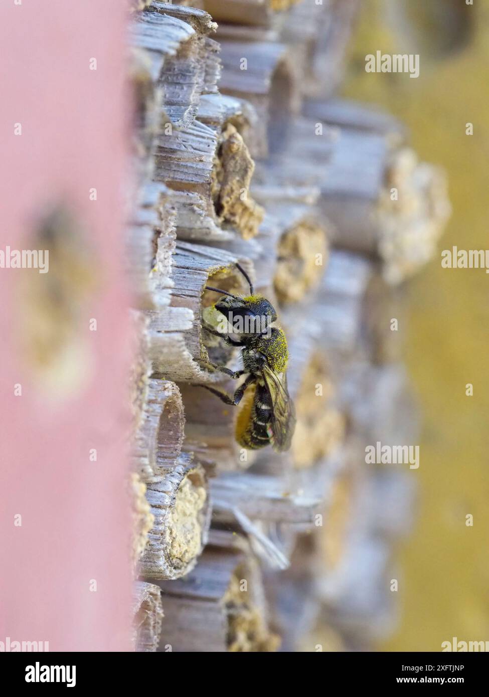 Resin Bee (Heriades truncorum) sealing the end of a nesting tube in a ...