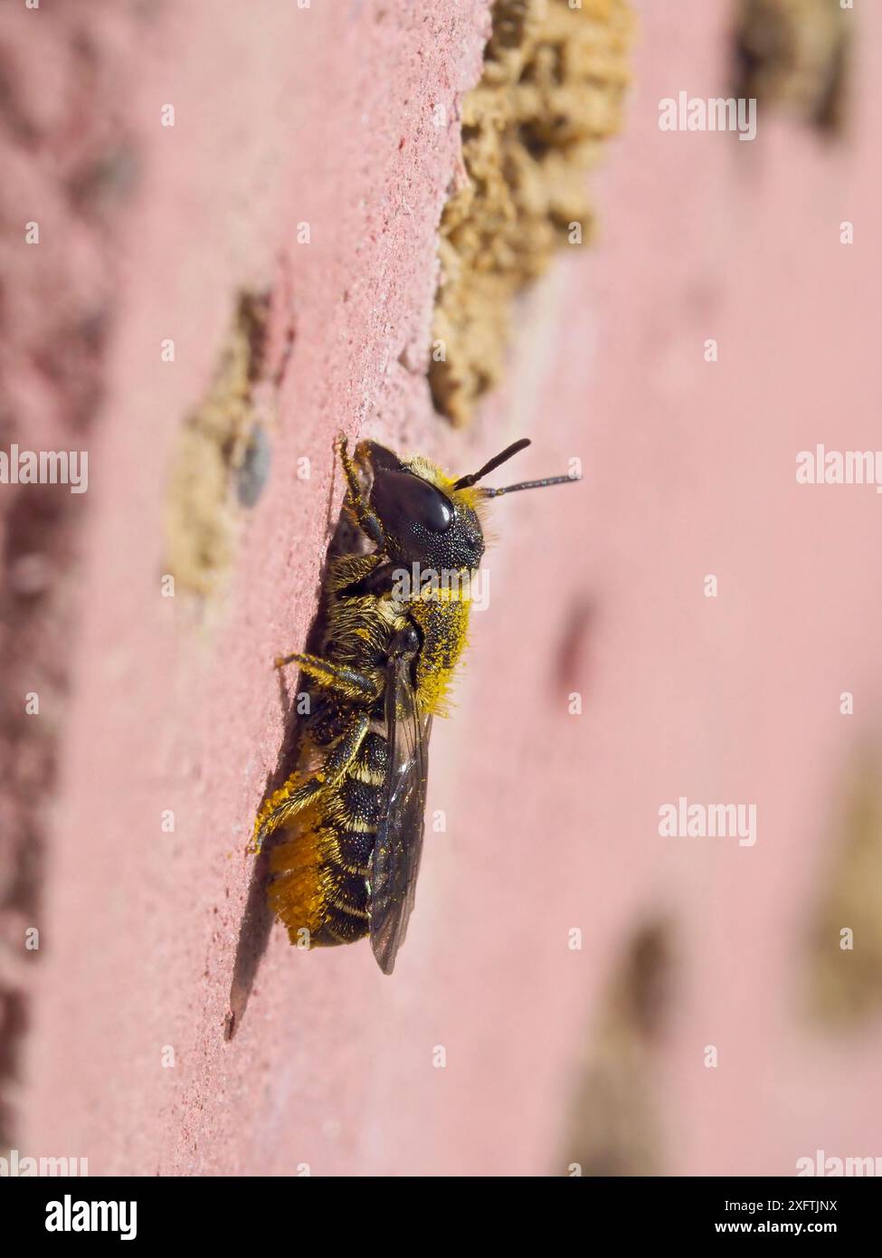 Resin bee (Heriades truncorum) this small Bee uses resin to seal her ...