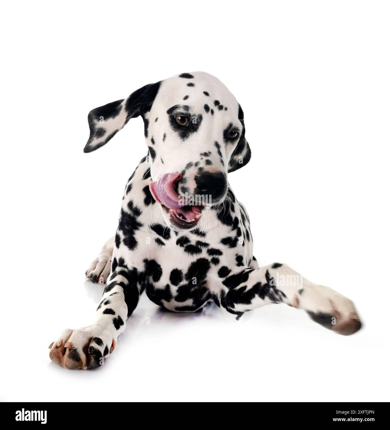 puppy dalmatian in front of white background Stock Photo - Alamy