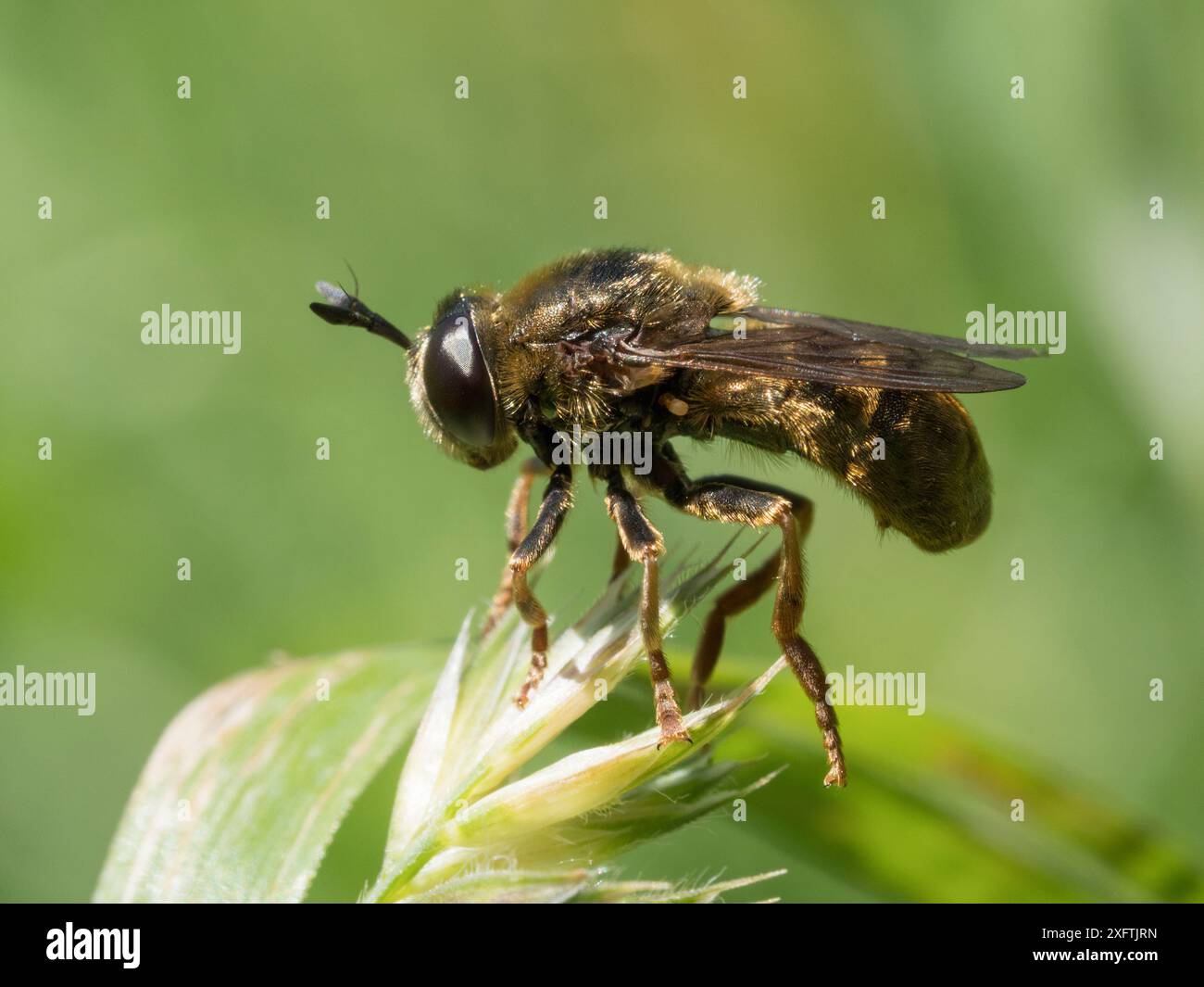 Hoverfly (Microdon devius) a rare species of chalk grassland who's ...