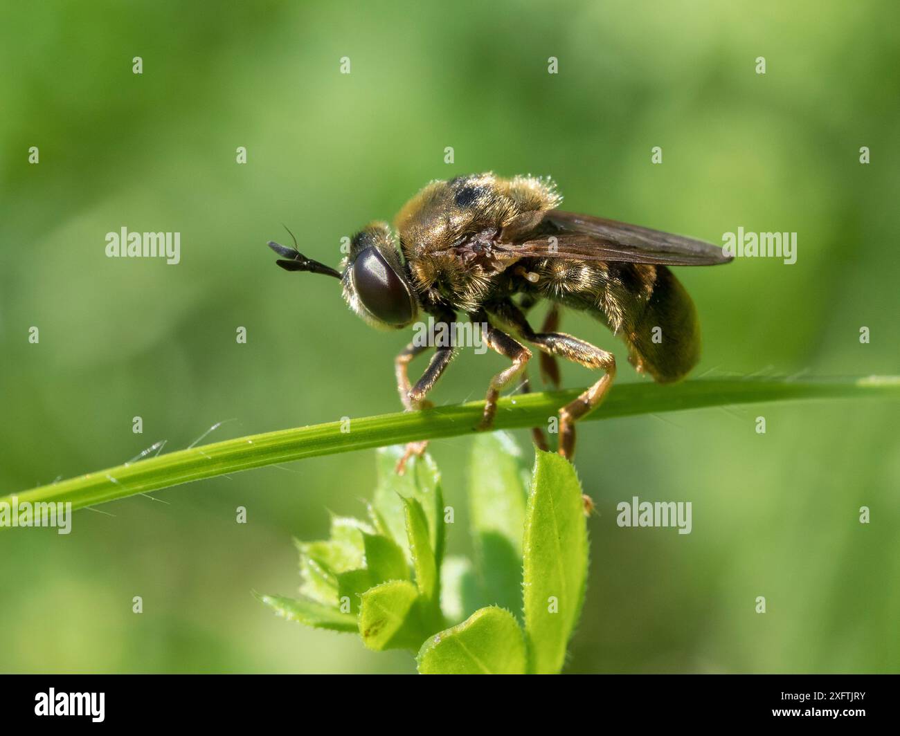Hoverfly (Microdon devius) a rare species of chalk grassland who's ...