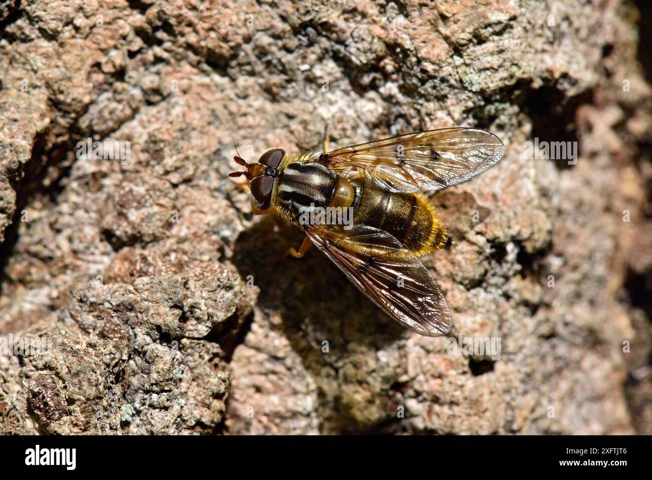 Hoverfly (Ferdinandea cuprea) the larvae of this species lives in sap ...