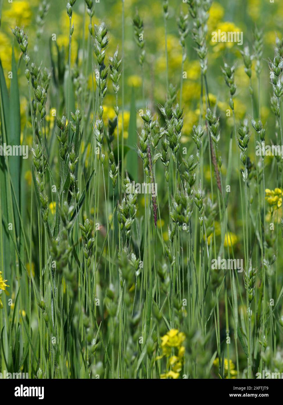 Interrupted brome (Bromus interruptus) very rare grass that is endemic ...