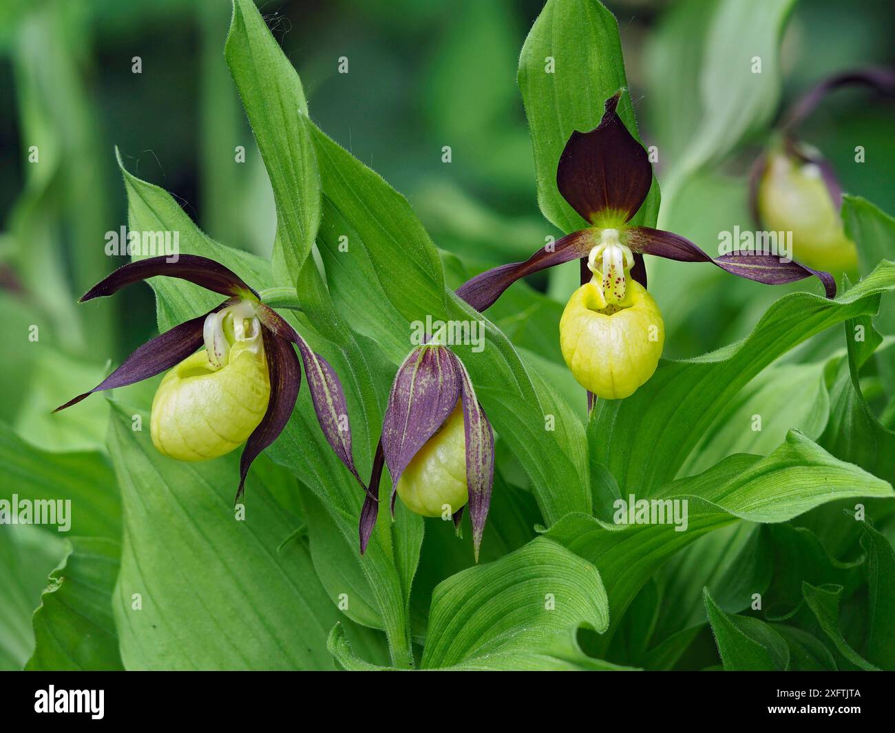 Lady's Slipper Orchid (Cypripedium calceolus) British specimen kept as ...
