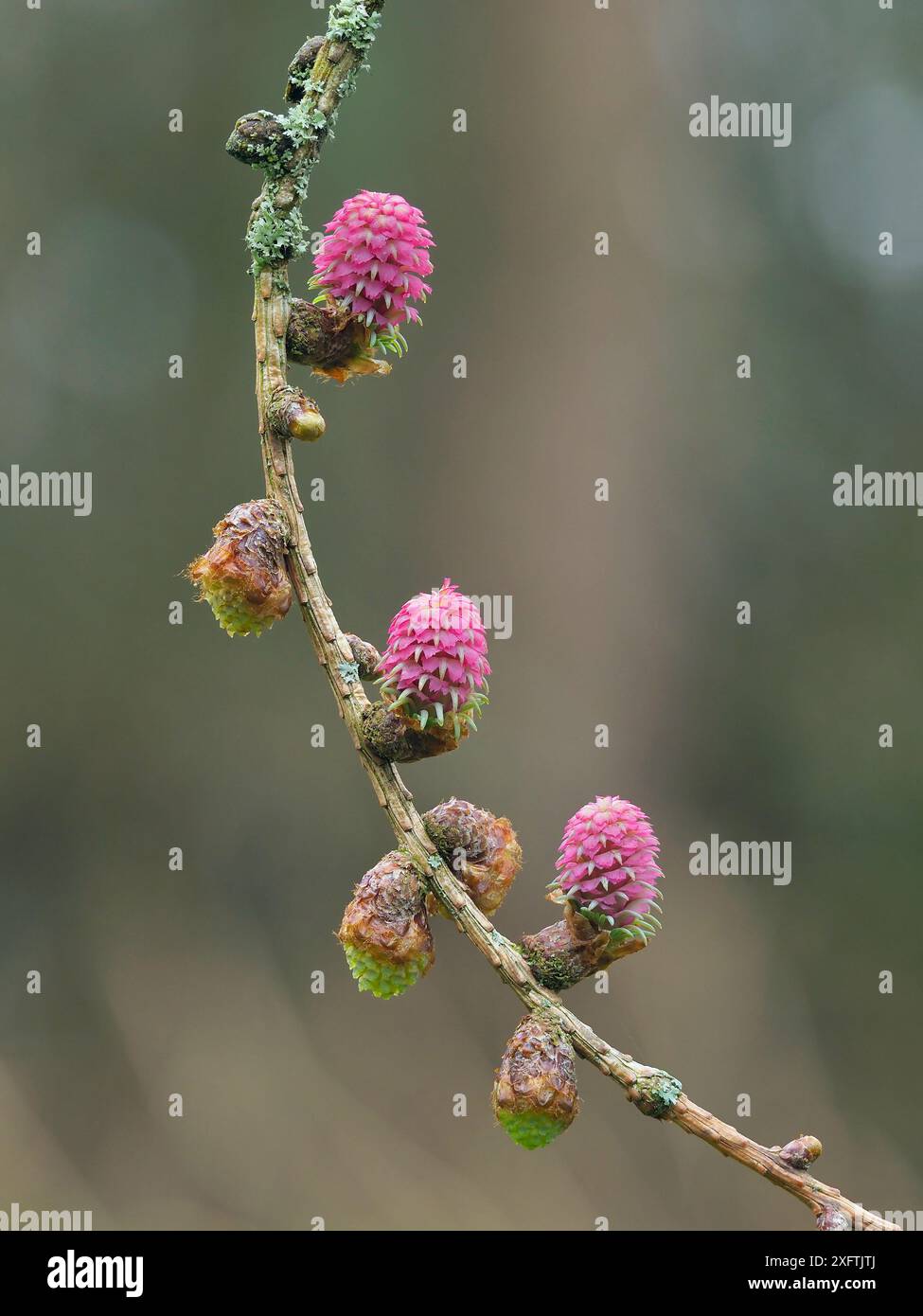 Gymnosperm male female hi-res stock photography and images - Alamy