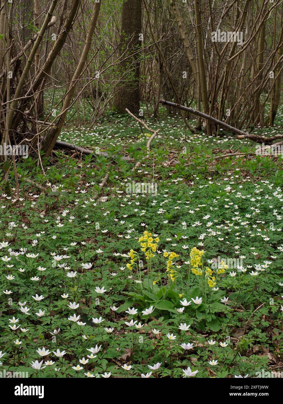 Oxlips (Primula eliator) Growing among Wood Anemones (Anemone nemorosa ...