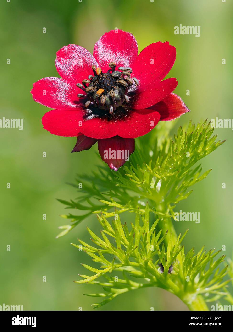 Pheasant's eye (Adonis amurensis) arable weed in full bloom ...