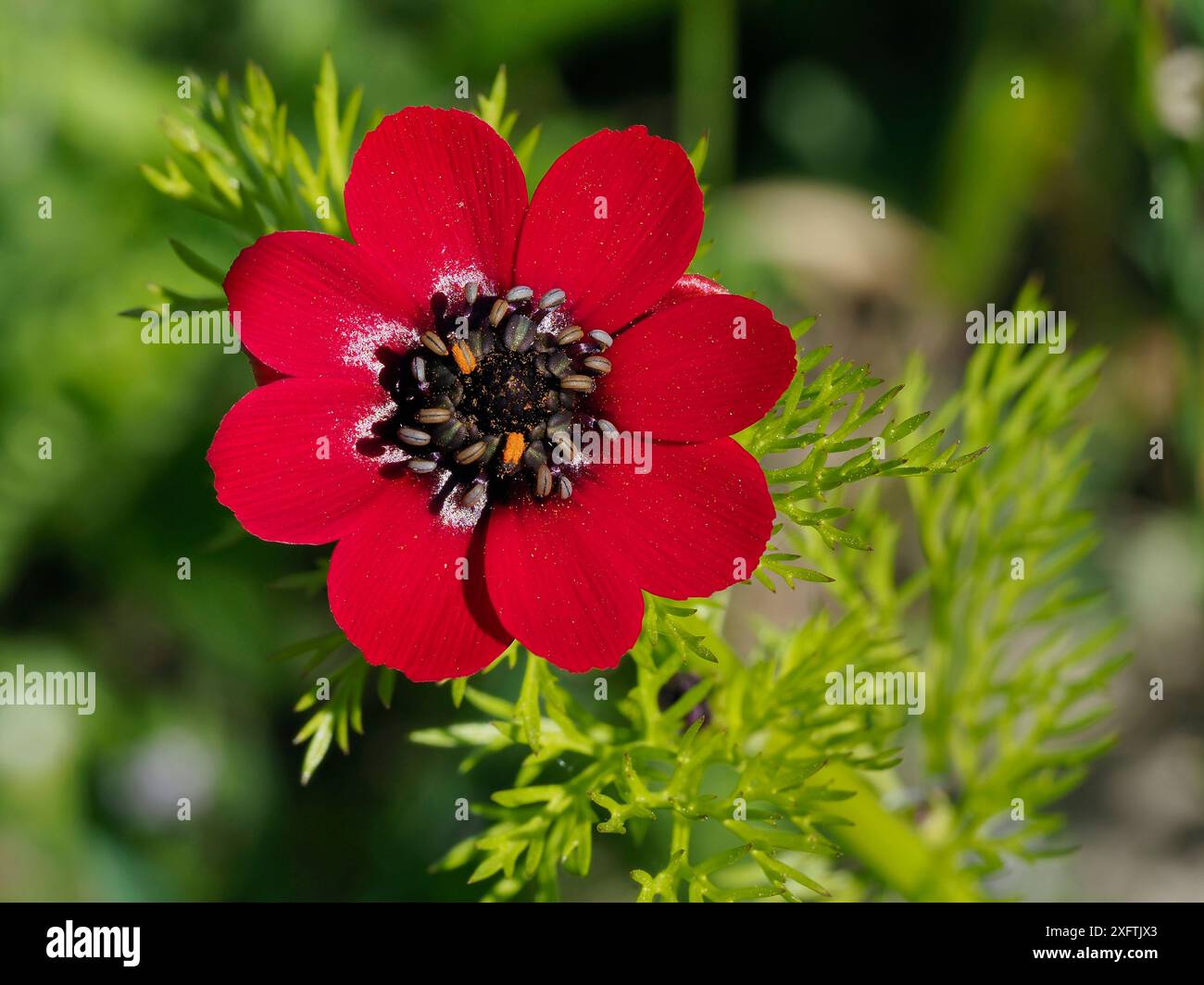Arable weed hi-res stock photography and images - Alamy