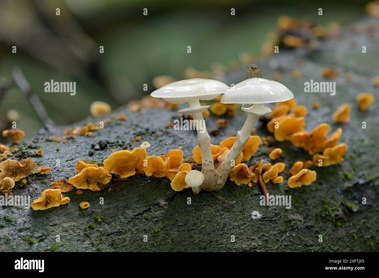Porcelain fungus (Oudemansiella mucida) growing from fallen Beech tree ...