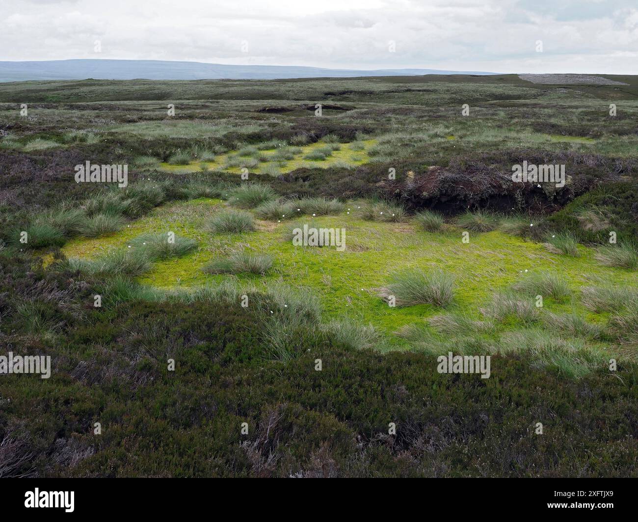 Blanket Bog on upland grouse moor, Upper Teesdale, Co Durham, England ...