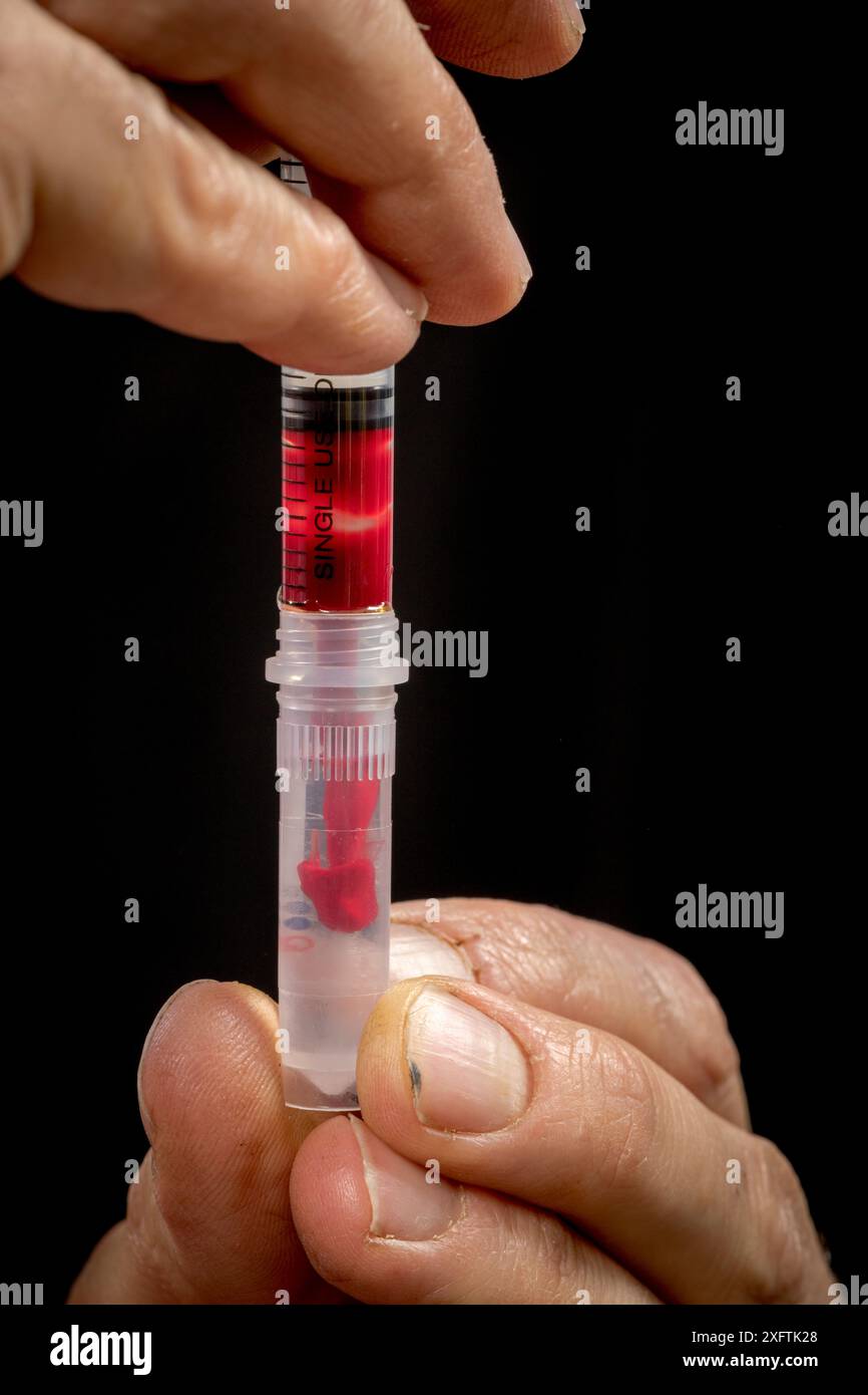 Platypus (Ornithorhynchus anatinus) blood taken from an anaesthetised ...