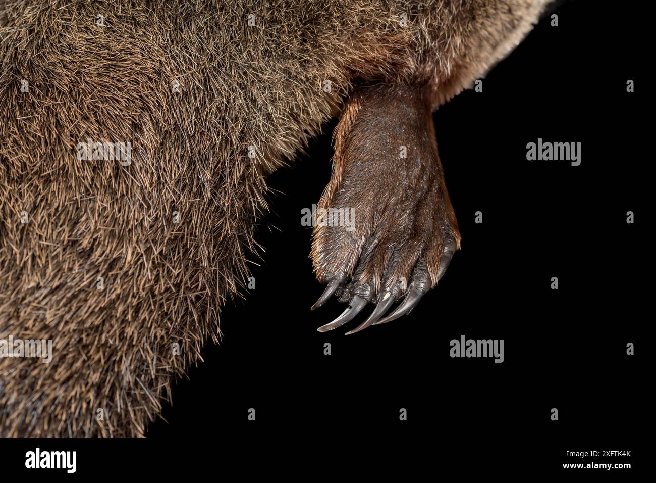 Platypus hi-res stock photography and images - Alamy