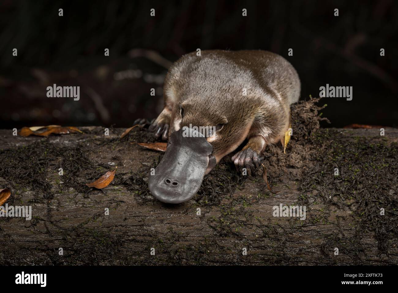 Platypus (Ornithorhynchus anatinus), just released onto a log in Little ...