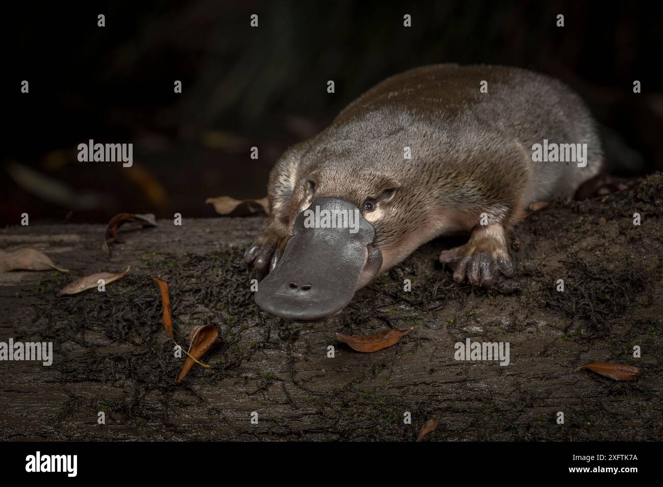 Platypus (Ornithorhynchus anatinus) just released onto a log in Little ...