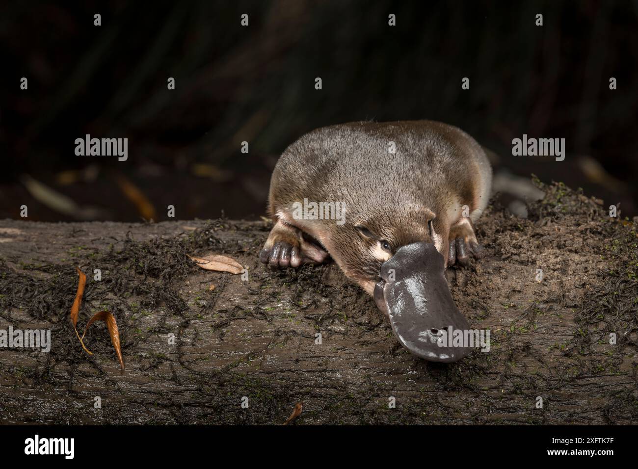 Platypus (Ornithorhynchus anatinus), just released onto a log in Little ...