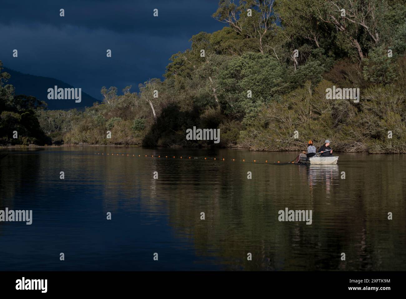 Platypus (Ornithorhynchus anatinus) researchers placing gill nets in ...