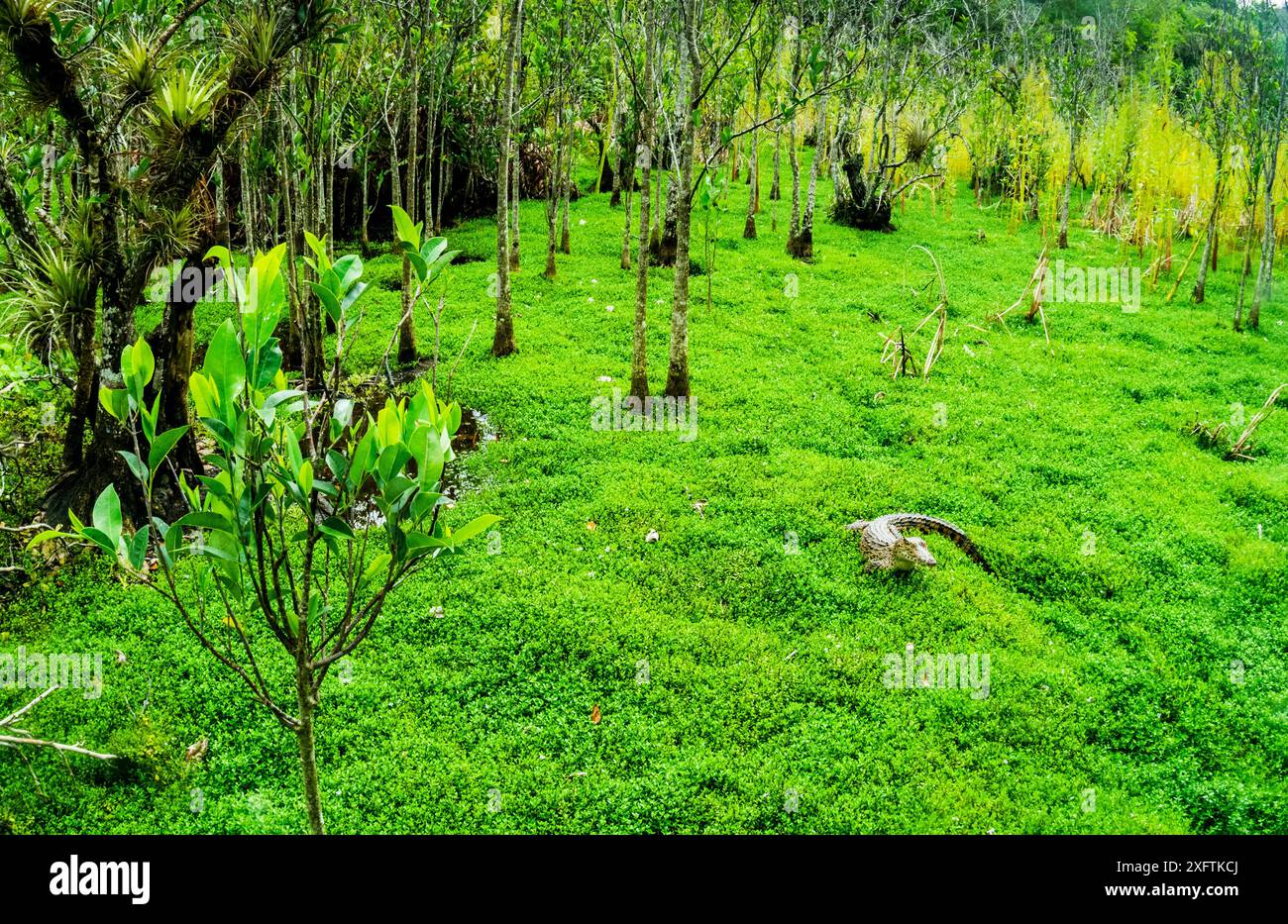 Cuban crocodile (Crocodylus rhombifer) on land in Cienaga de Zapata ...