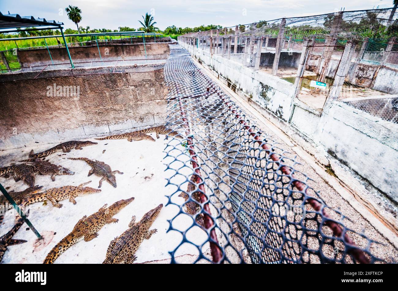 Cuban crocodiles (Crocodylus rhombifer) photographed on a crocodile ...