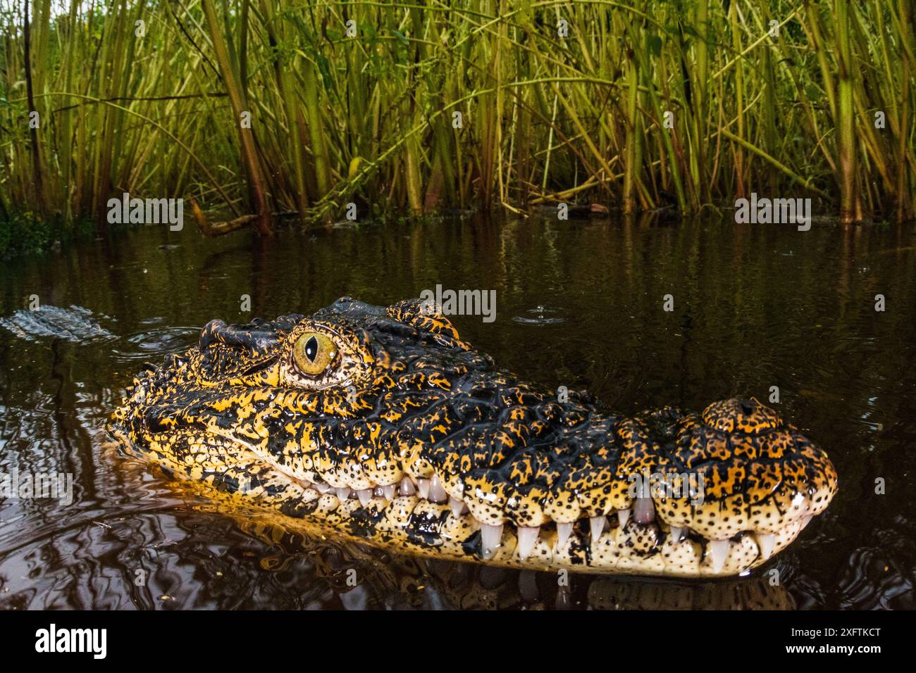 Cuban crocodile (Crocodylus rhombifer) in a cenote in Cienaga de Zapata ...
