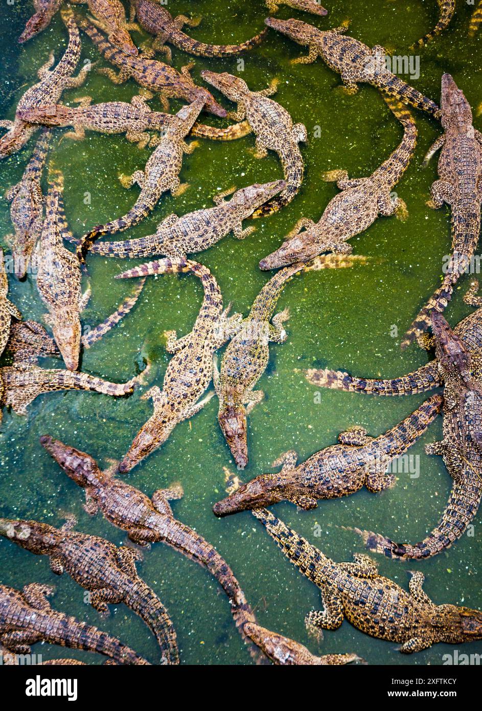 Cuban crocodiles (Crocodylus rhombifer) photographed on a crocodile ...