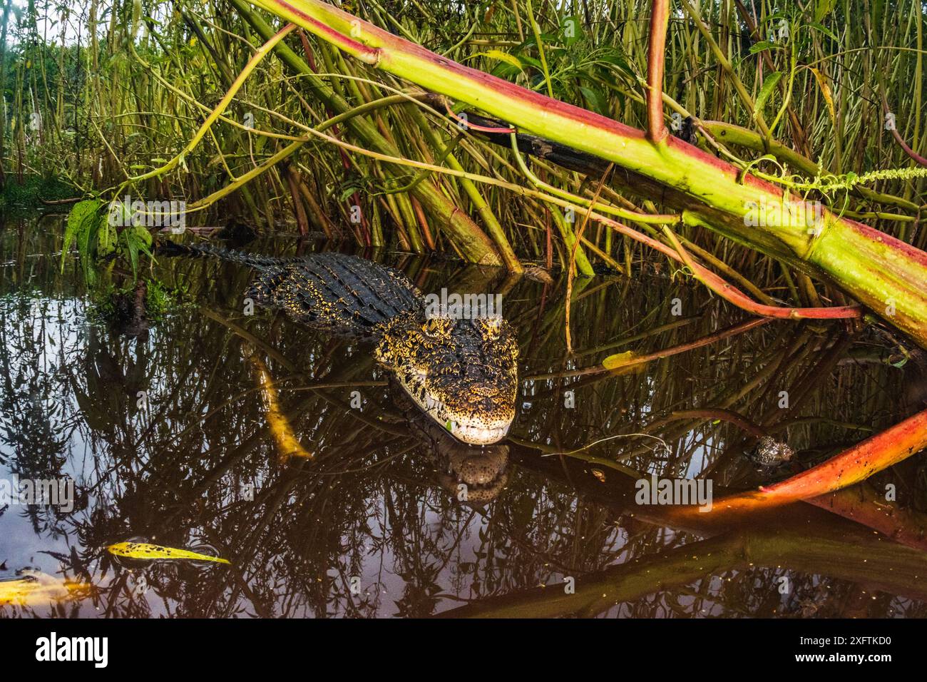 Cuban crocodile (Crocodylus rhombifer) in a cenote in Cienaga de Zapata ...