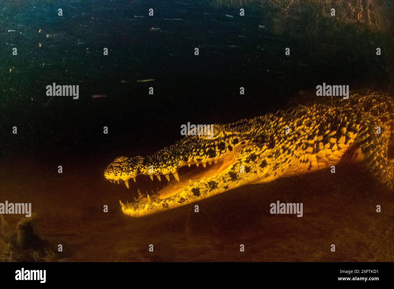 Cuban crocodile (Crocodylus rhombifer) in cenote in Cienaga de Zapata ...