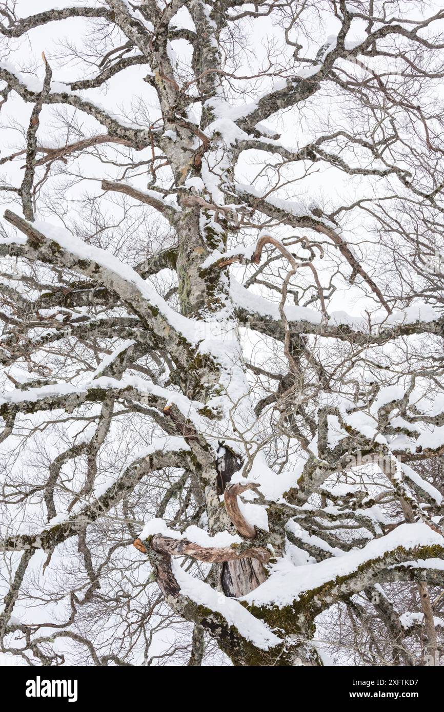 Centuries-old Beech (Fagus sylvatica) tree in Val Cervara old-growth ...