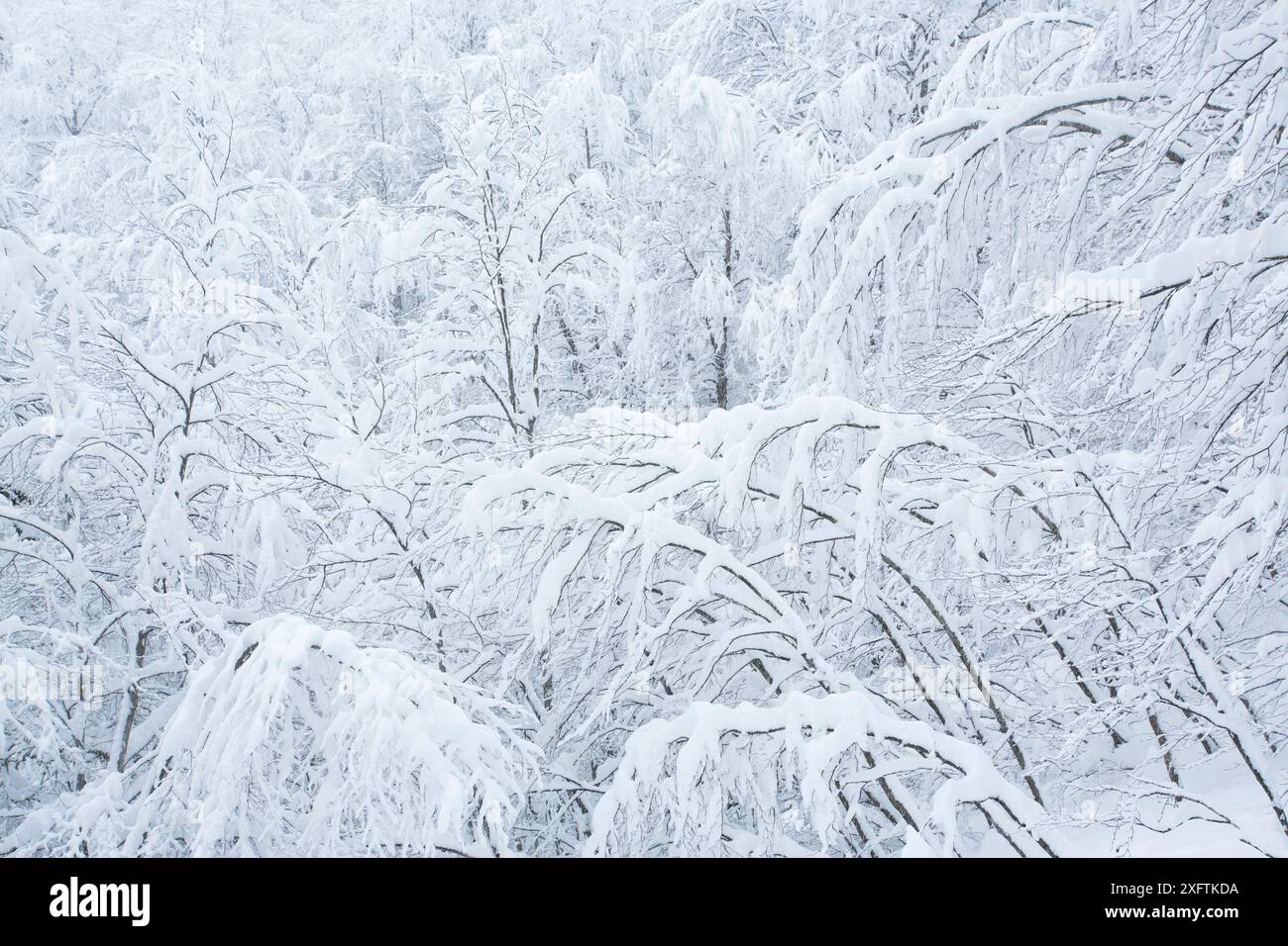 Centuries-old Beech (Fagus sylvatica) trees in Val Cervara old-growth ...