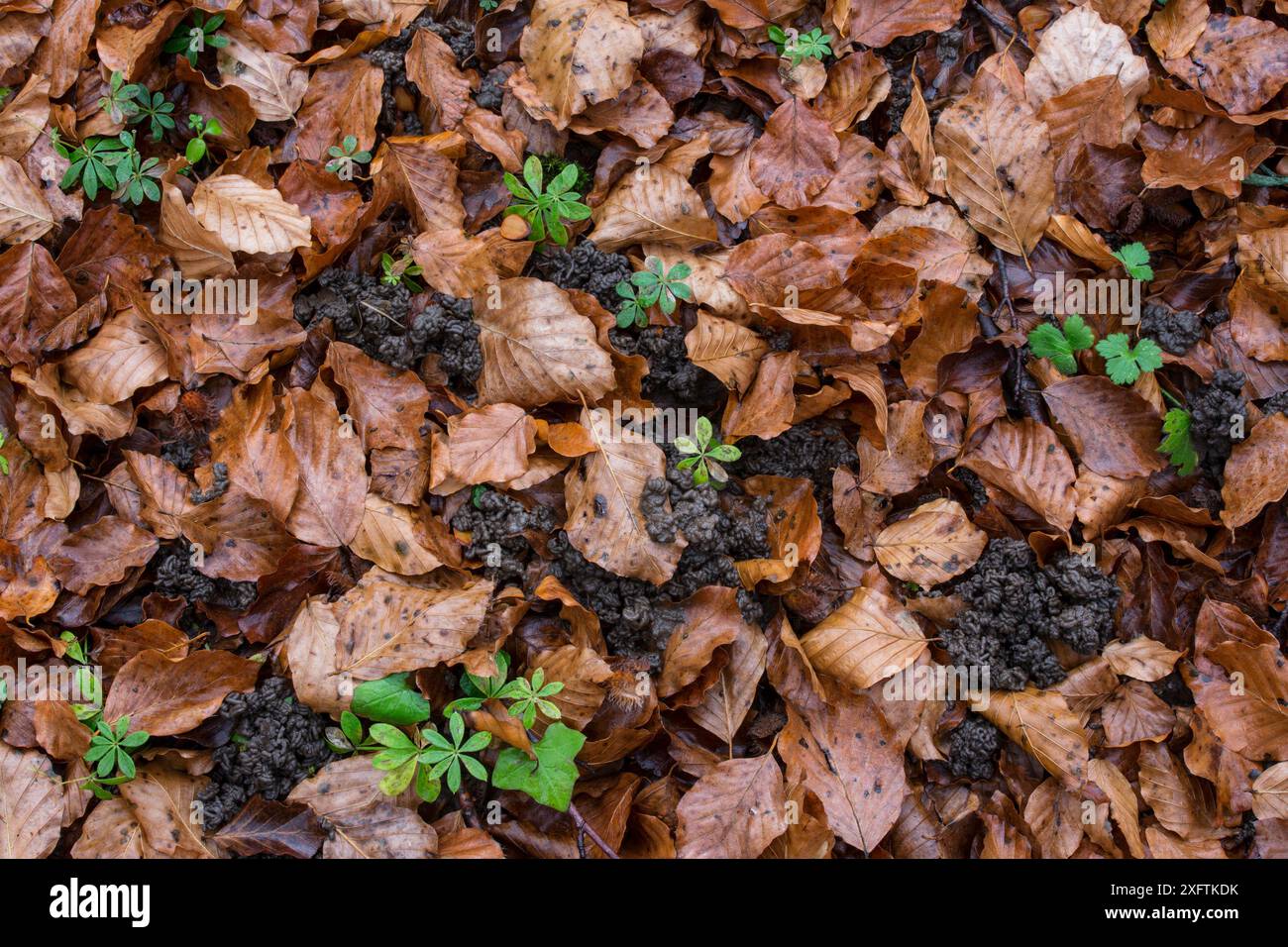 Earthworm casts (Lumbricus sp.) on forest floor in old-growth Beech ...