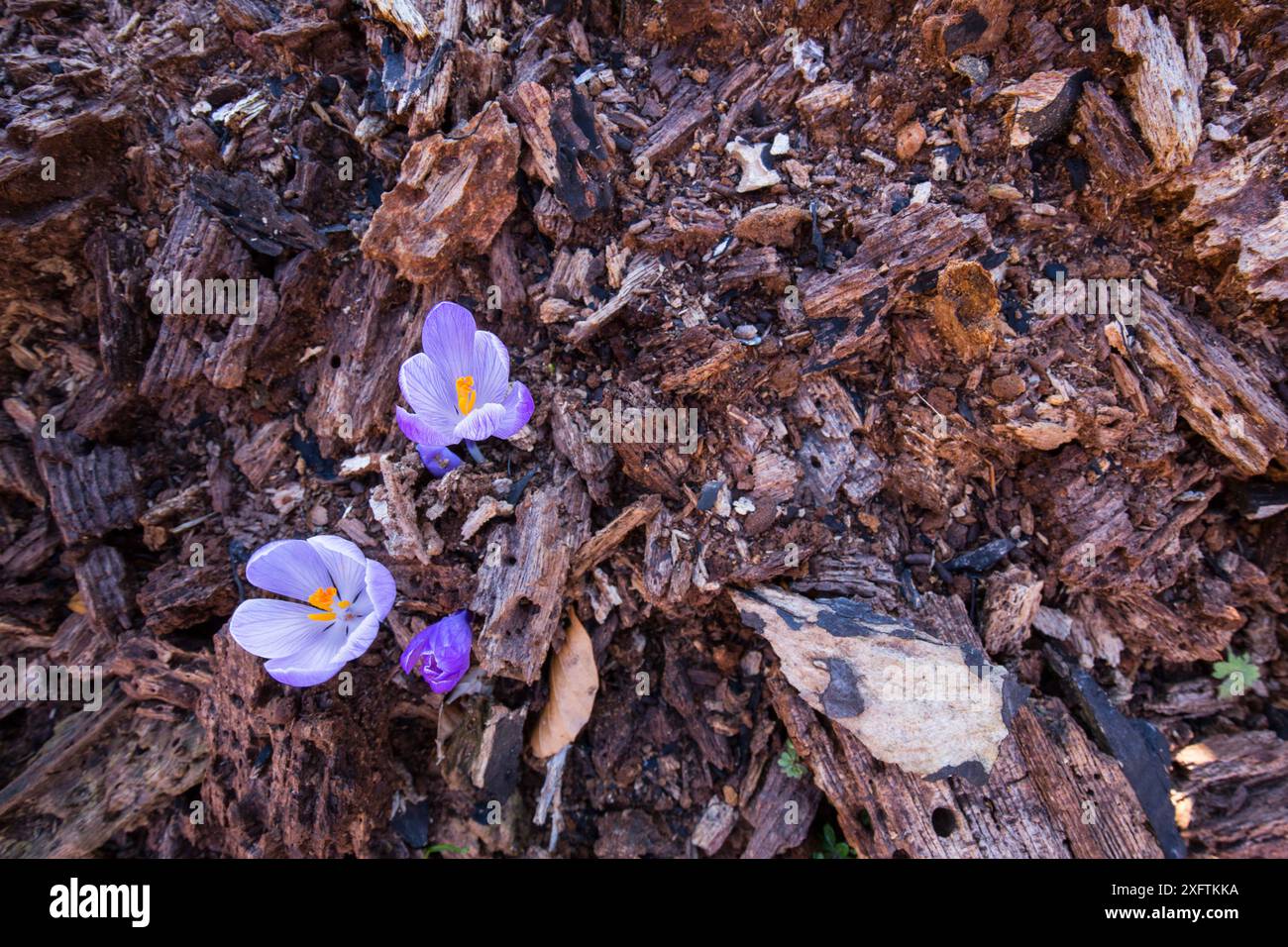 Decomposing leaf litter broadleaf hi-res stock photography and images ...