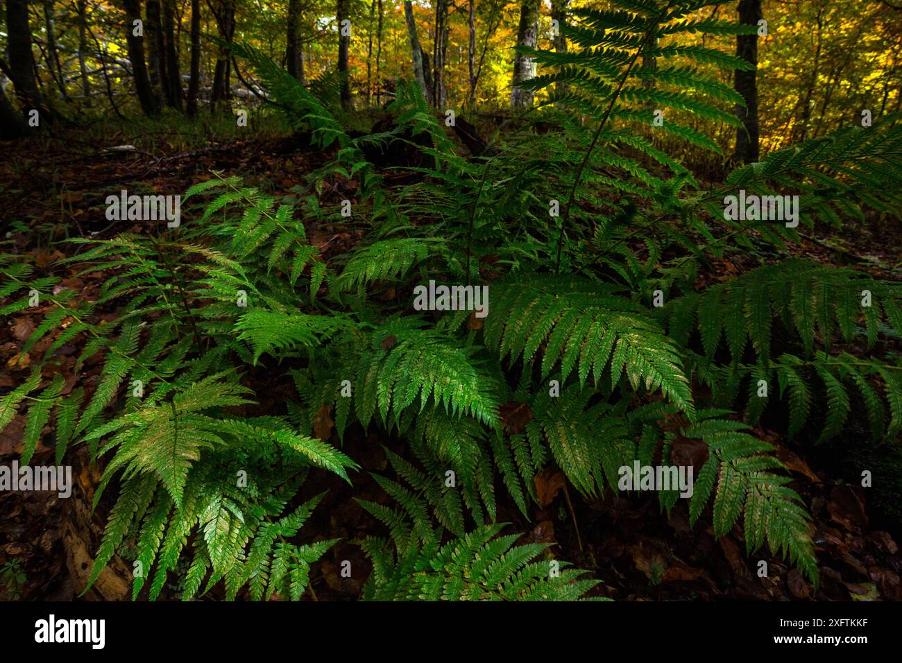 Fern (Pteridium aquilinum) in old-growth Beech (Fagus sylvatica) forest ...