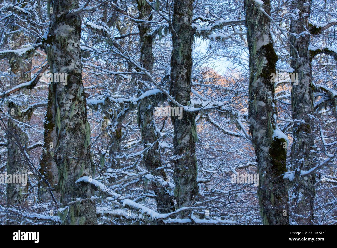 Details of centuries-old Beech trees (Fagus sylvatica) in the Val ...