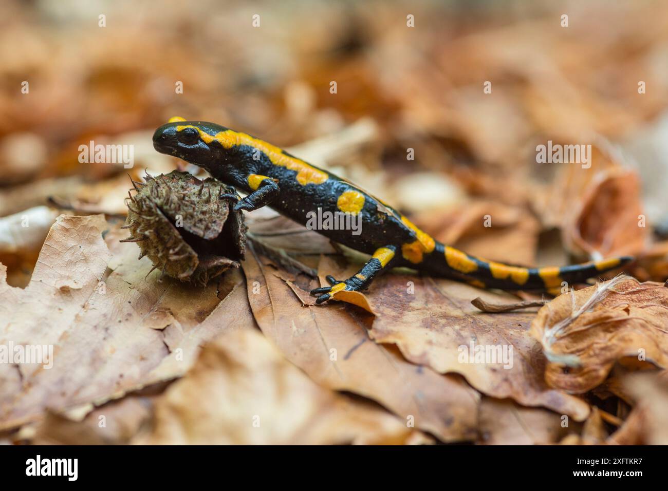 Apennine fire salamander (Salamandra salamandra gigliolii) juvenile and ...