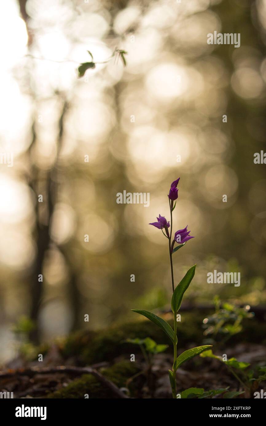 Red Helleborine orchid (Cephalanthera rubra) in old-growth Beech (Fagus ...