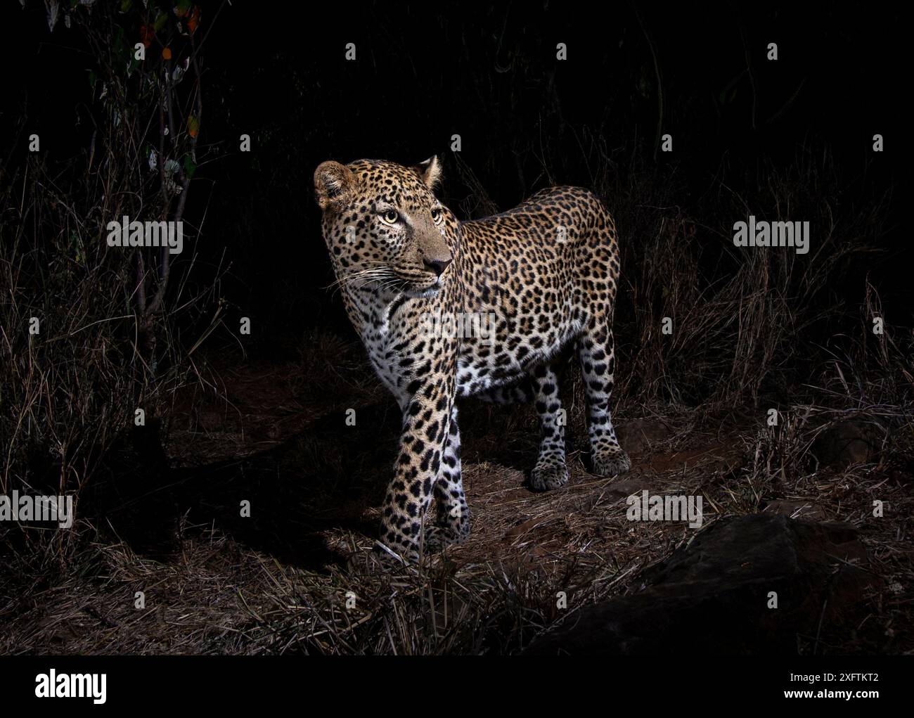Male leopard (Panthera pardus), Laikipia Wilderness Camp, Kenya ...