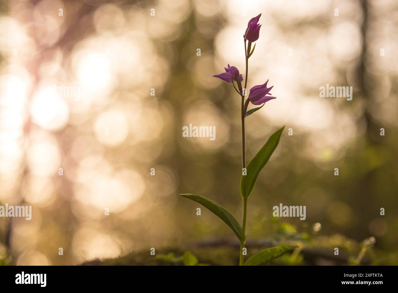 Red Helleborine orchid (Cephalanthera rubra) in old-growth Beech (Fagus ...