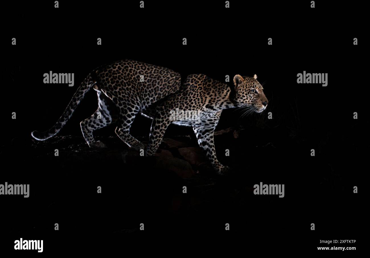 Male leopard (Panthera pardus), Laikipia Wilderness Camp, Kenya ...