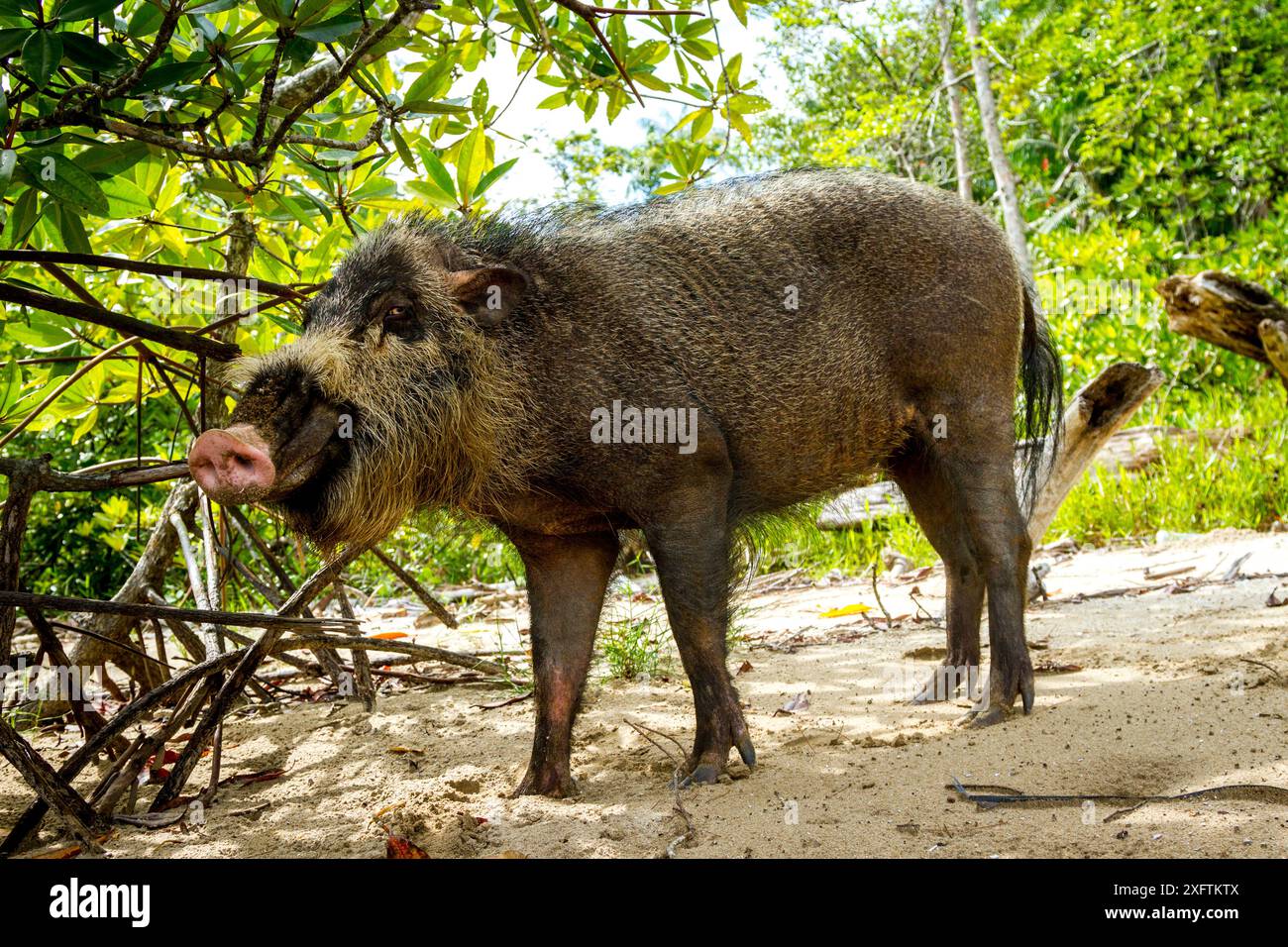 Bearded pig (Sus barbatus) foraging for crabs on beach, Bako National ...