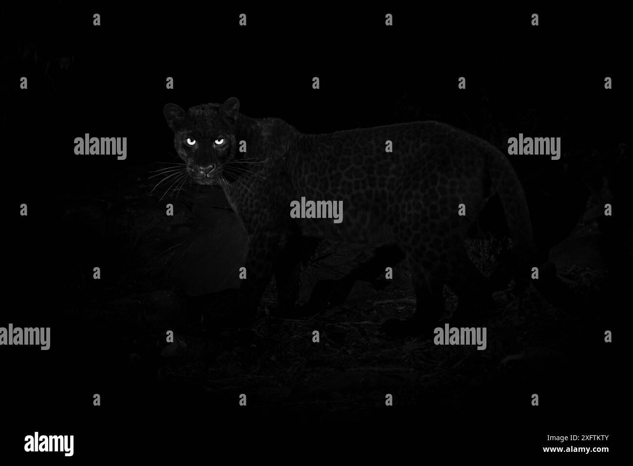 Young male melanistic leopard (Panthera pardus), Laikipia Wilderness ...