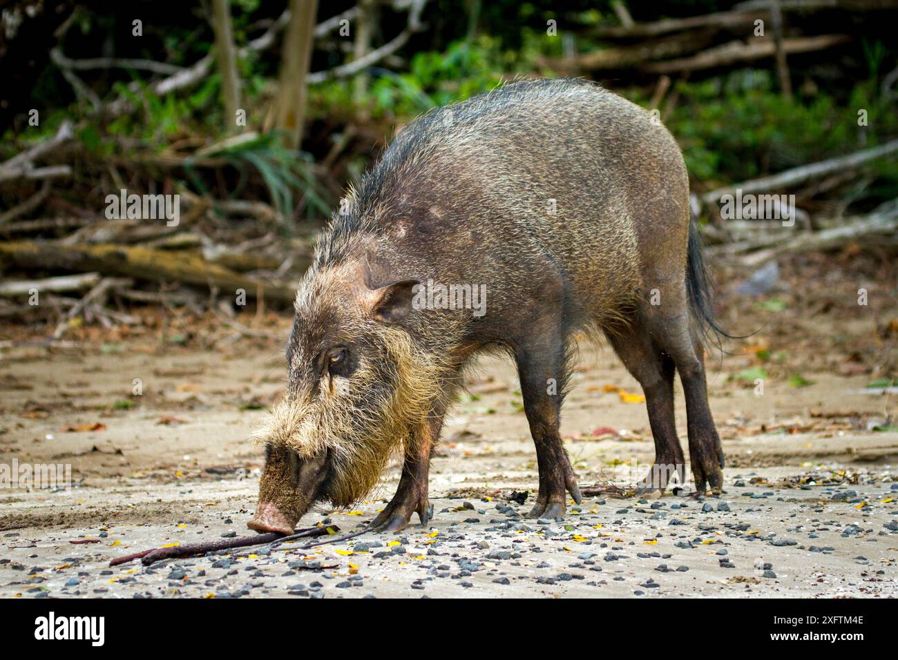 Bearded pig (Sus barbatus) foraging for crabs on beach, Bako National ...