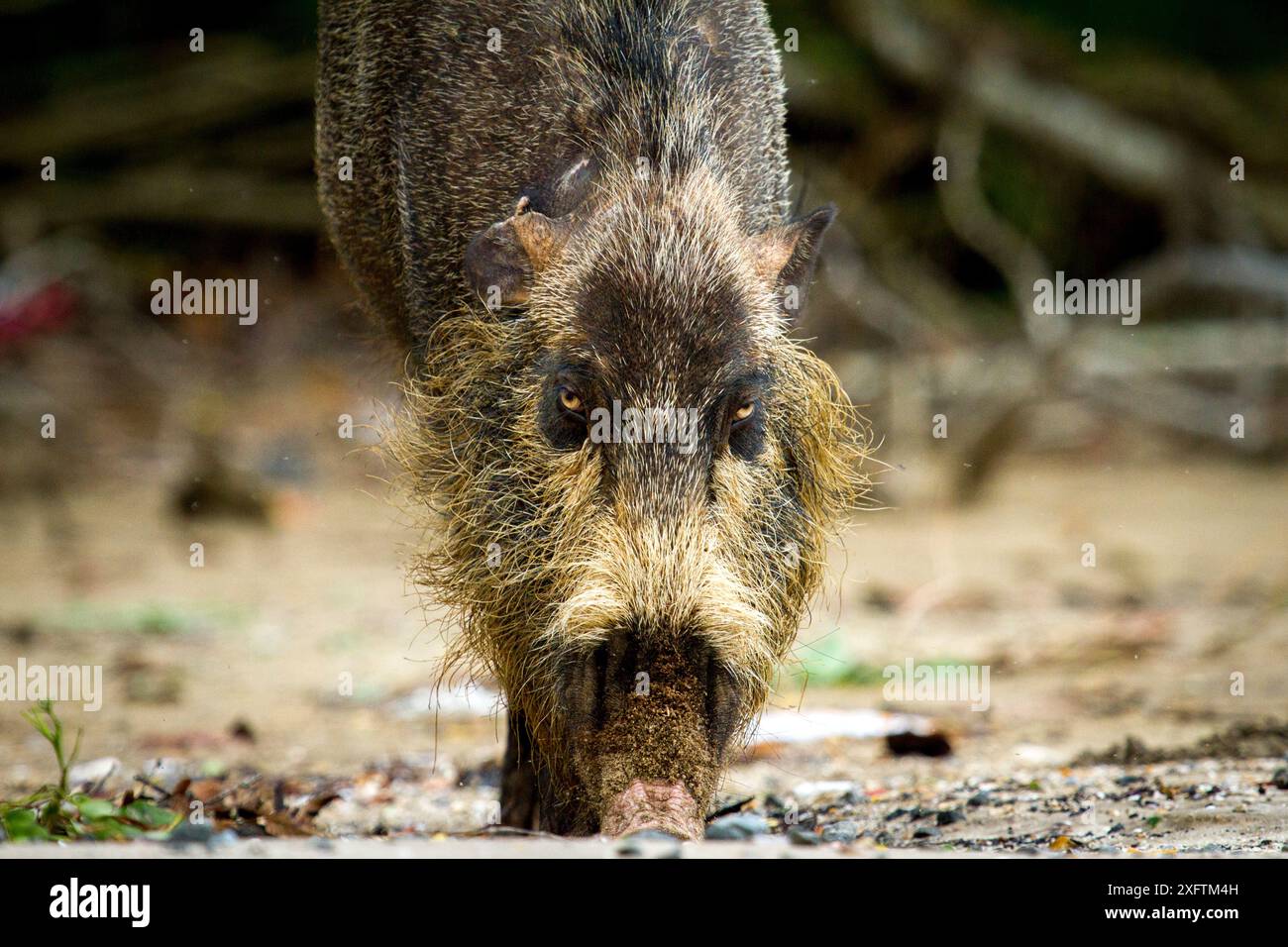 Bearded pig (Sus barbatus) foraging for crabs on beach, Bako National ...