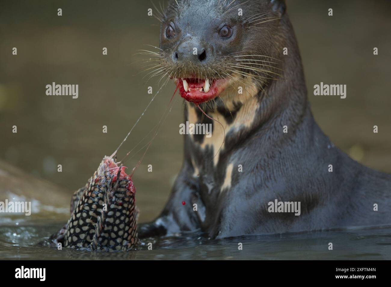 Giant otter (Pteronura brasiliensis) feeding on a Pleco catfish ...