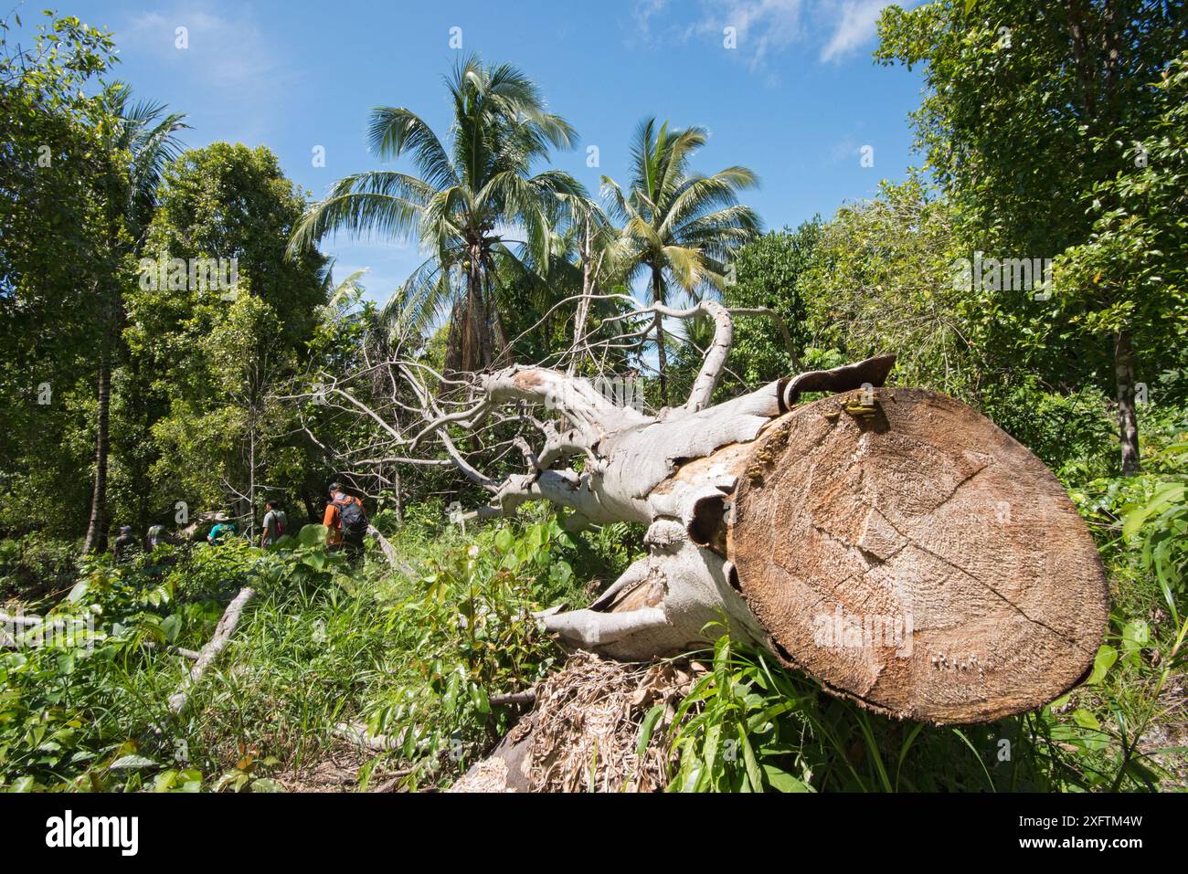 Wallace's giant bee (Megachile pluto) rediscovery team exploring a ...