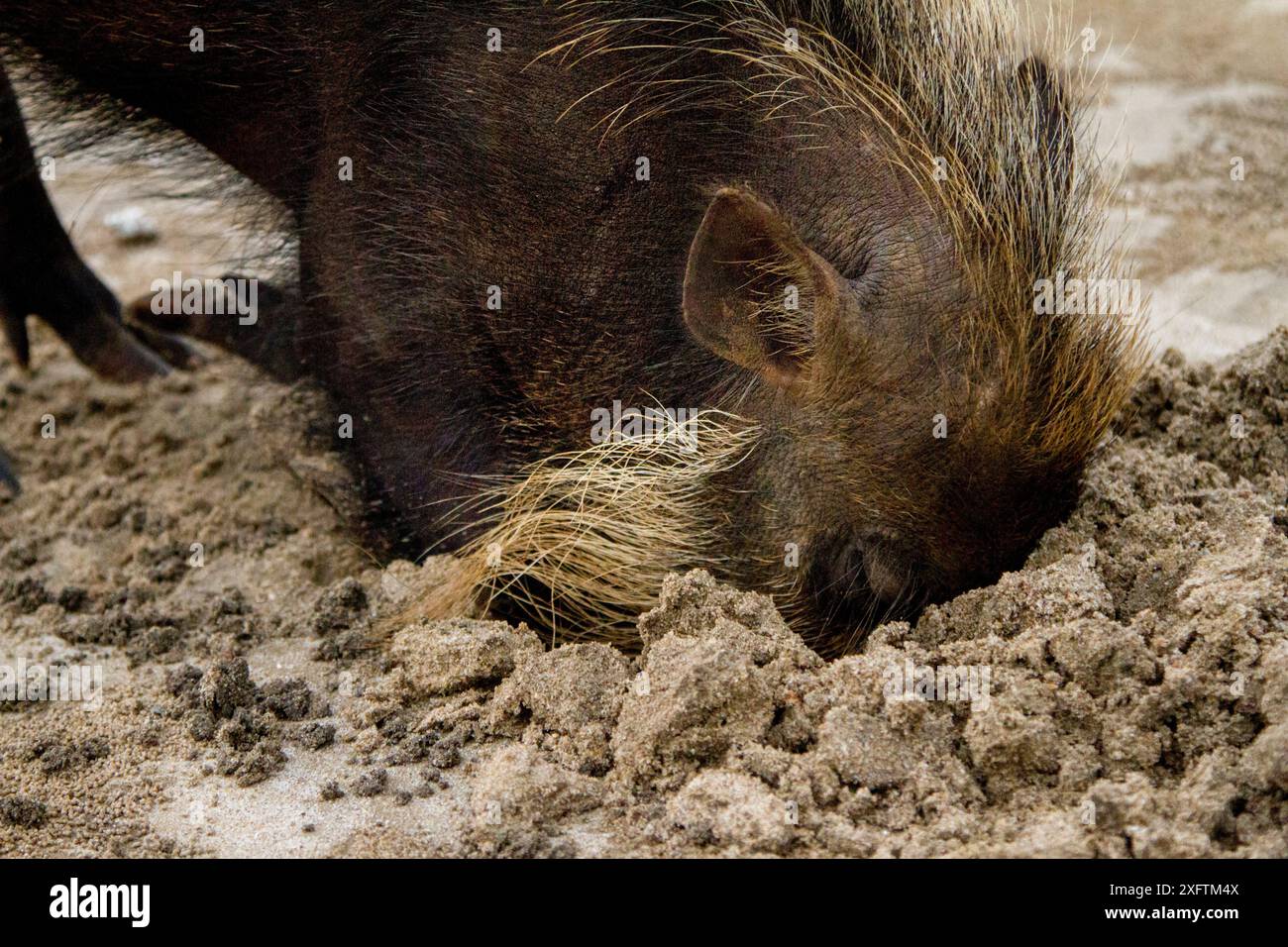 Bearded pig (Sus barbatus) digging in sand, foraging for crabs on beach ...