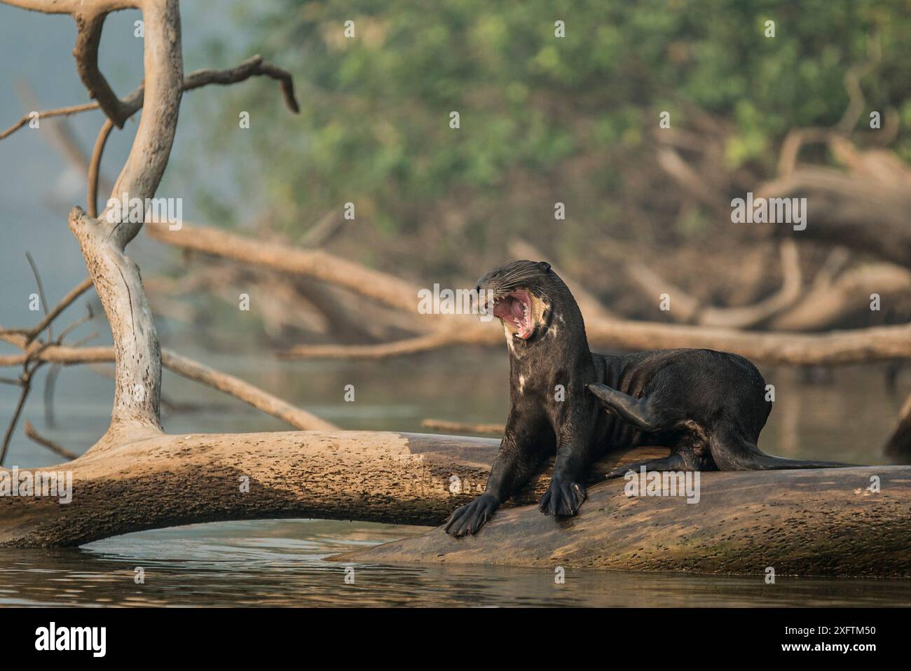 Giant otter (Pteronura brasiliensis) scratching and yawning, Pantanal ...