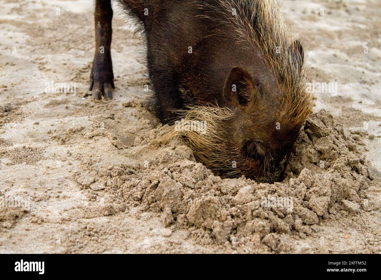Bearded pig (Sus barbatus) digging in sand, foraging for crabs on beach ...