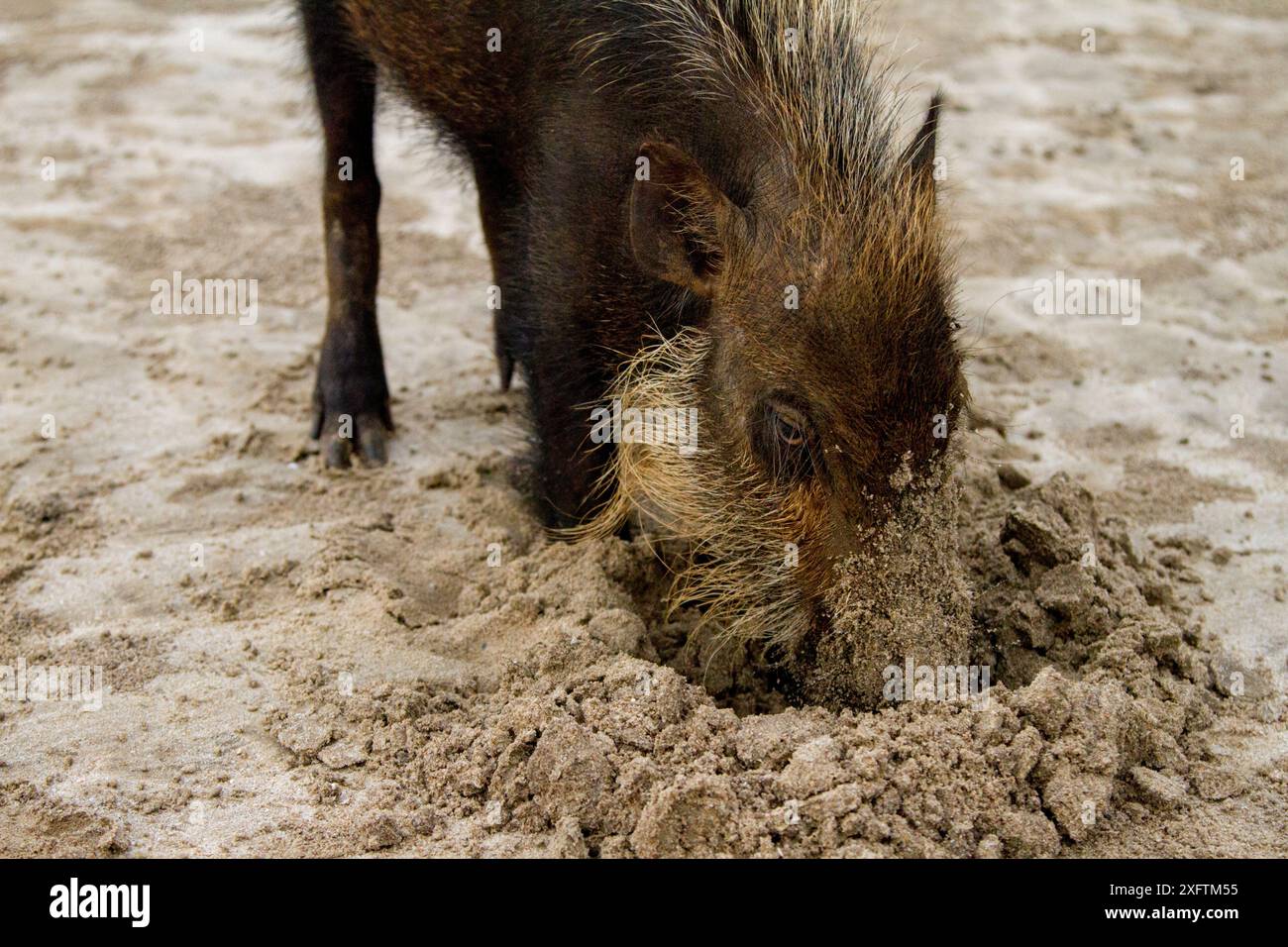 Bearded pig (Sus barbatus) digging in sand, foraging for crabs on beach ...