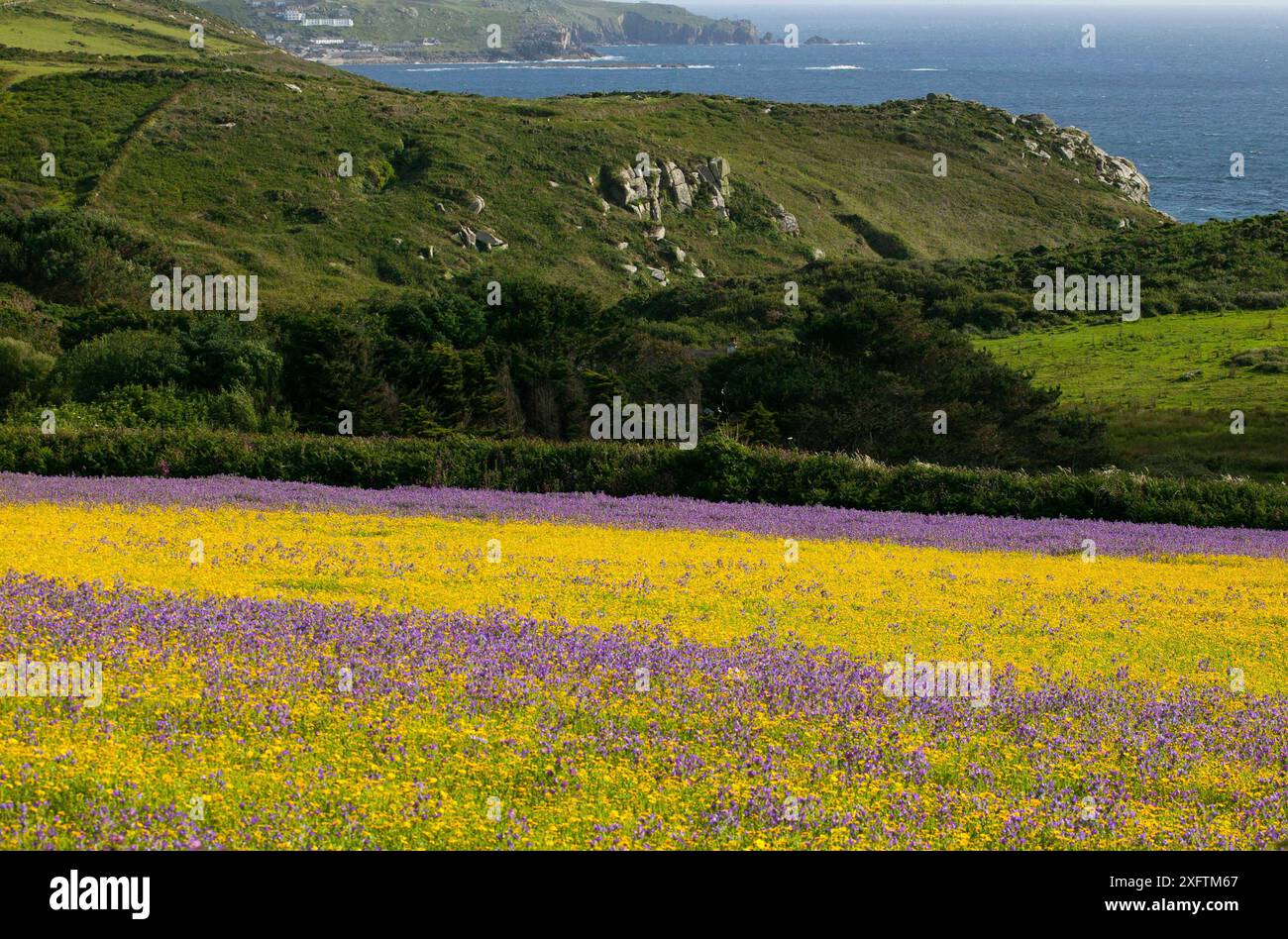 Purple viper’s bugloss cornwall hi-res stock photography and images - Alamy